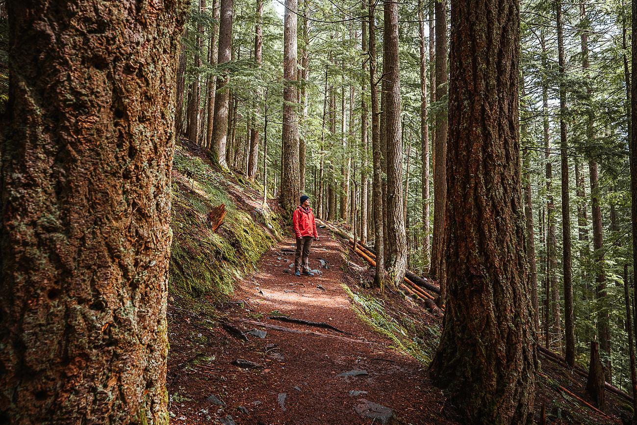 Longmire: Rampart Ridge Loop | Riparide
