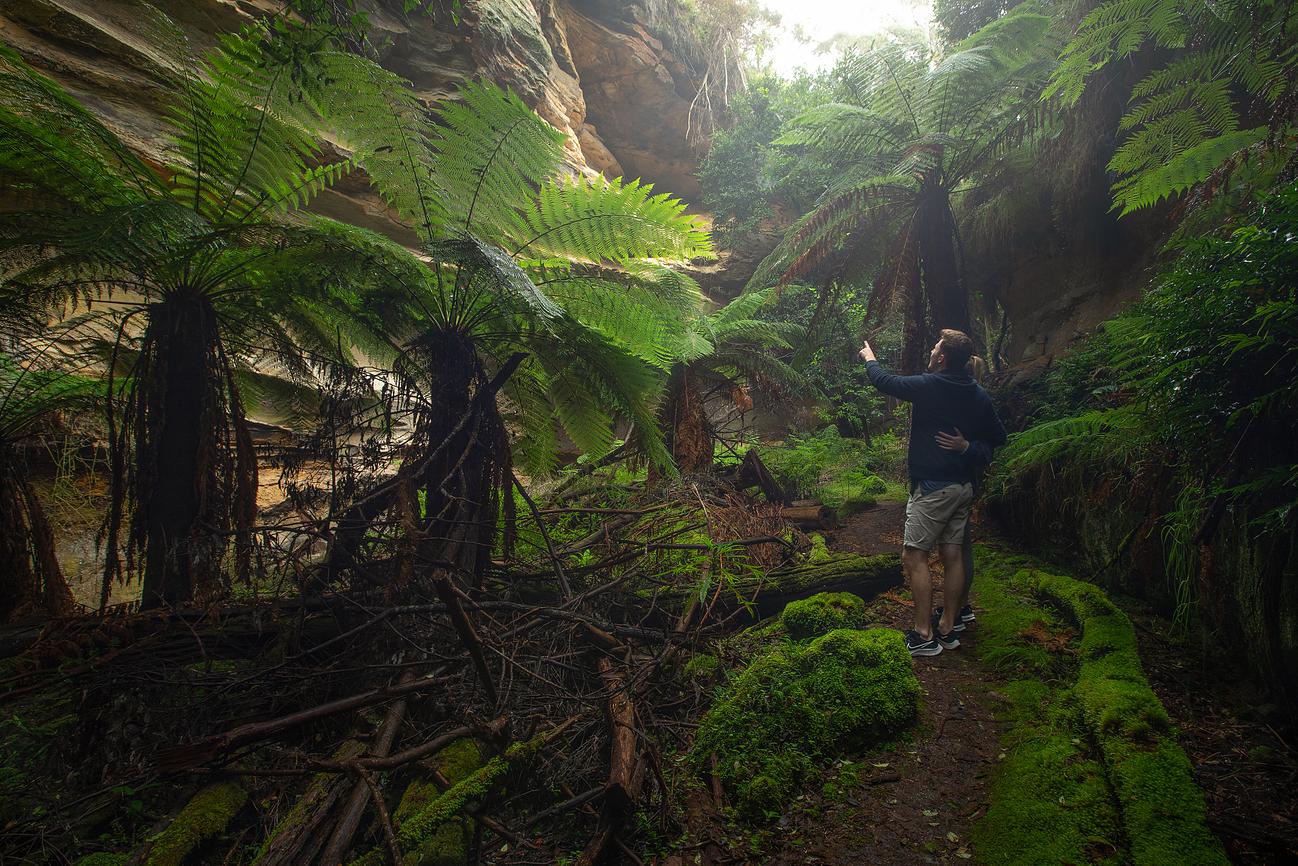 Wander Among Towering Ferns. | Riparide