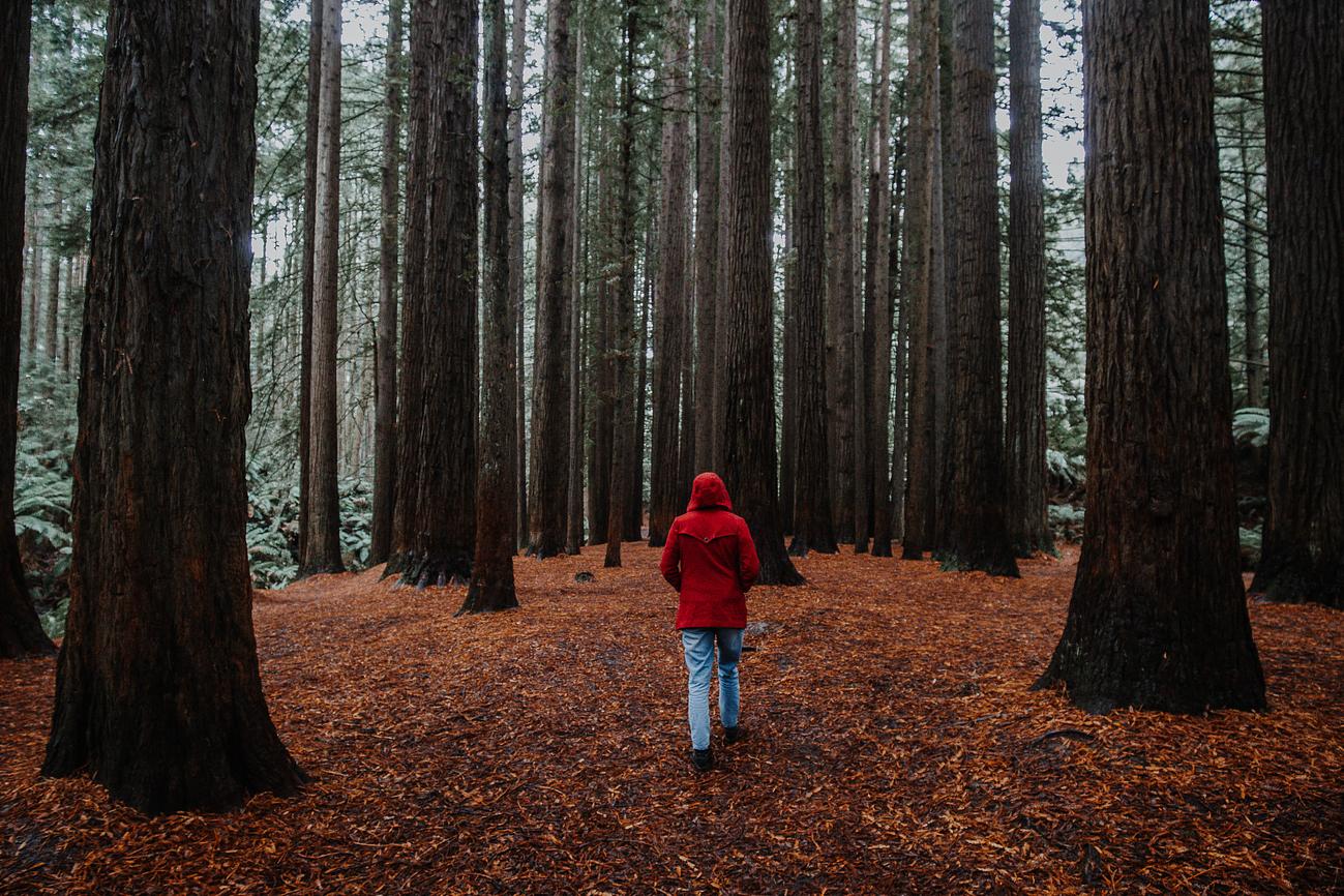 Feeling Small at the Redwood Forest | Riparide