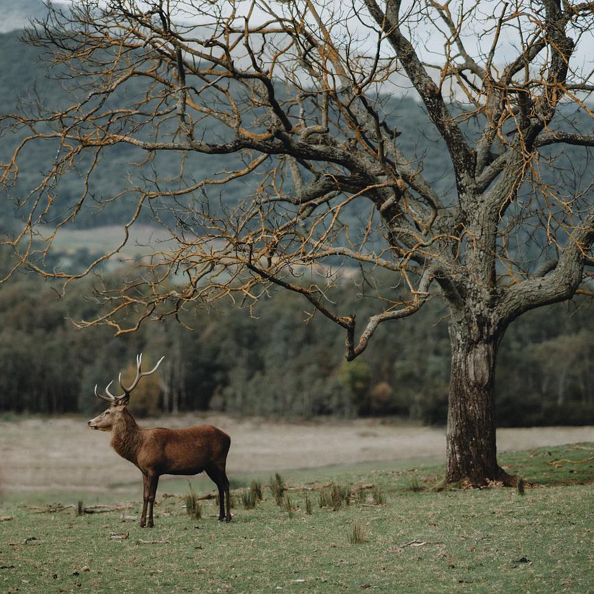 Red Stag Farm | Riparide