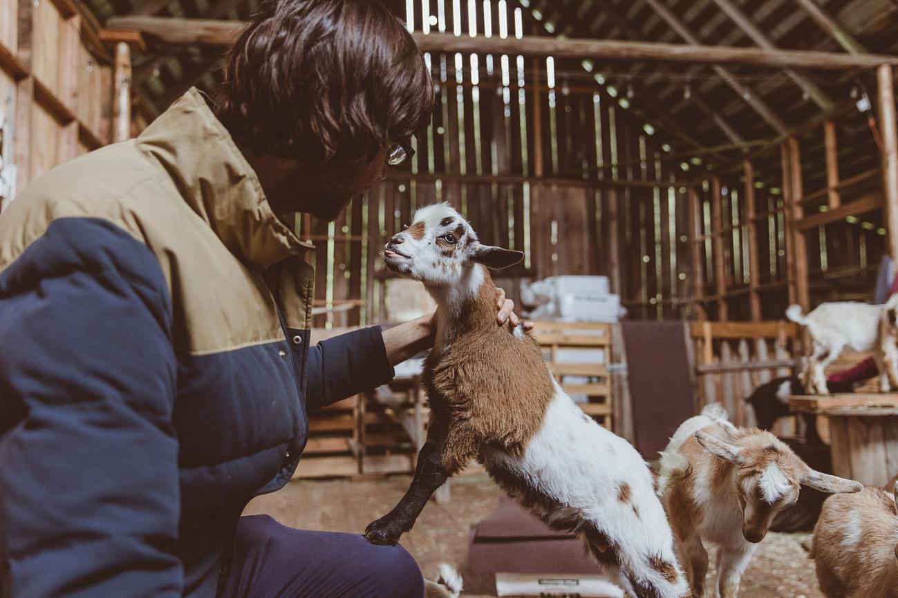 Baby Goat Cuddles at the Smithshyre | Riparide