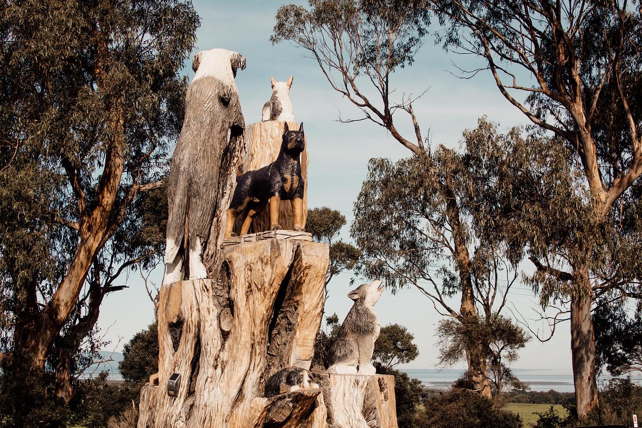 Toora Dog Tree | Riparide