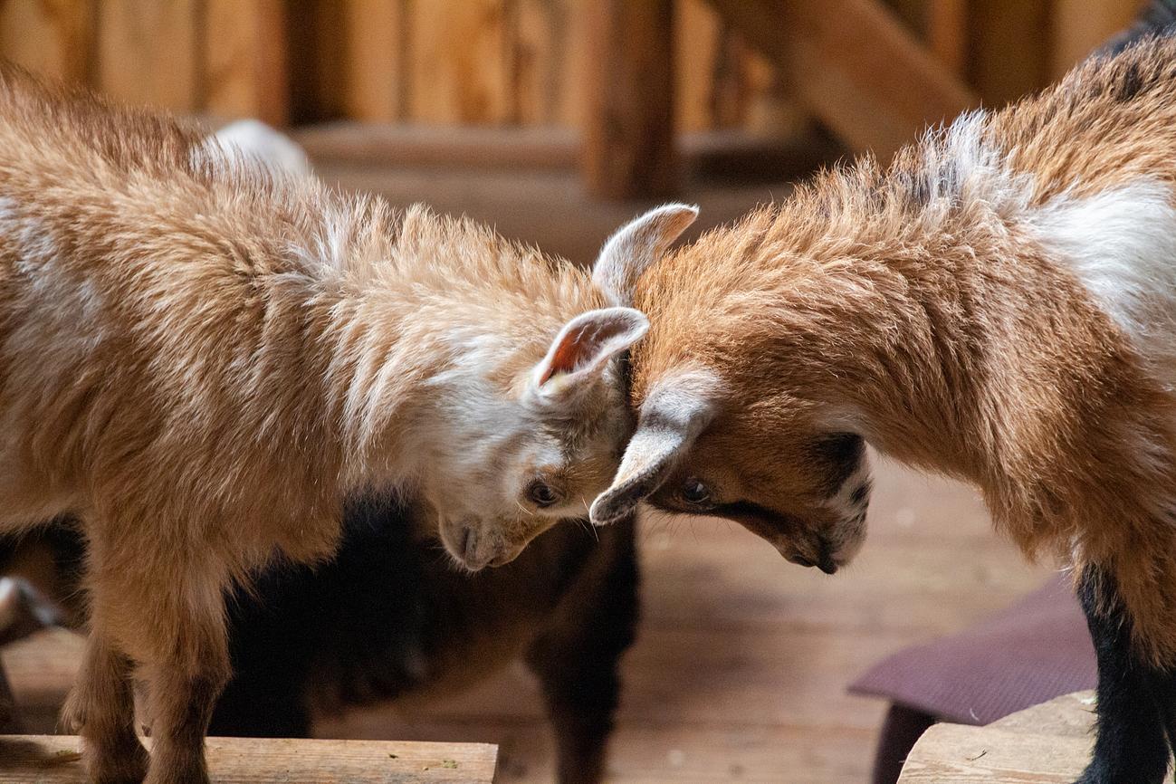 Baby Goat Snuggles at the Smithshyre | Riparide