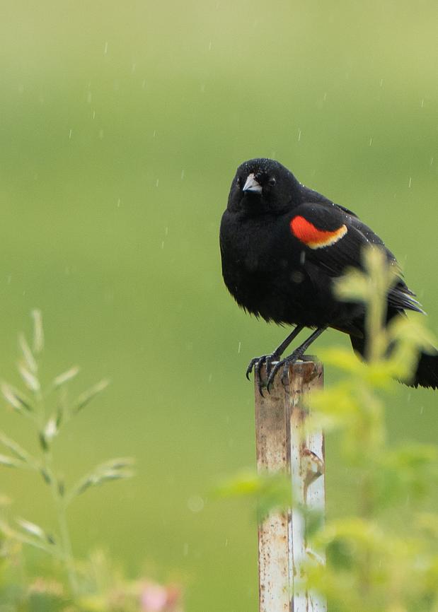 Bird Watching Featuring other Critters | Riparide