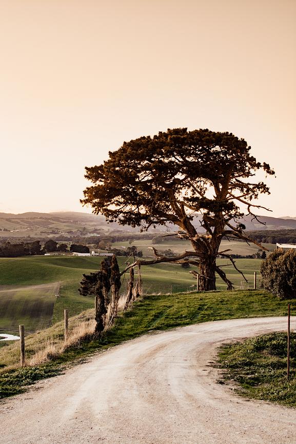 The One Tree and Surrounds | Riparide