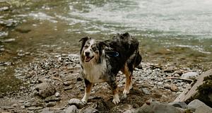 A Grounding Retreat in the Forest - Adventure by Kassandra in Molalla, Willamette Valley, OR, US ...