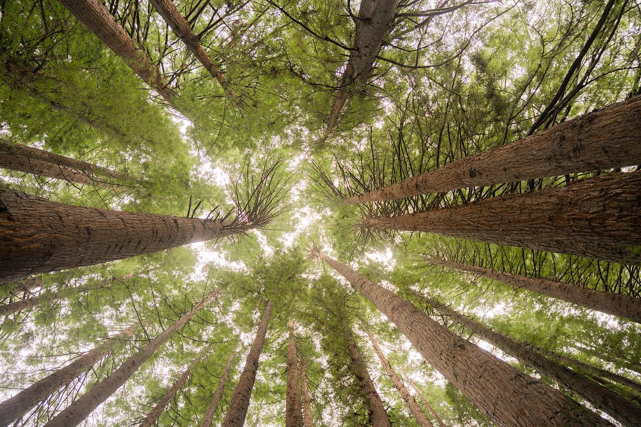 The Redwoods Forest | Riparide