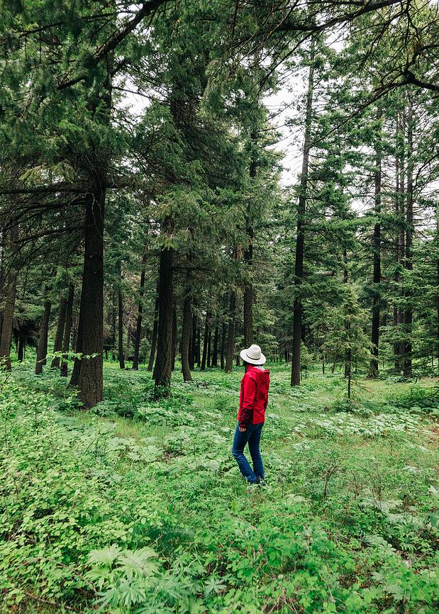 Forest Walk | Riparide