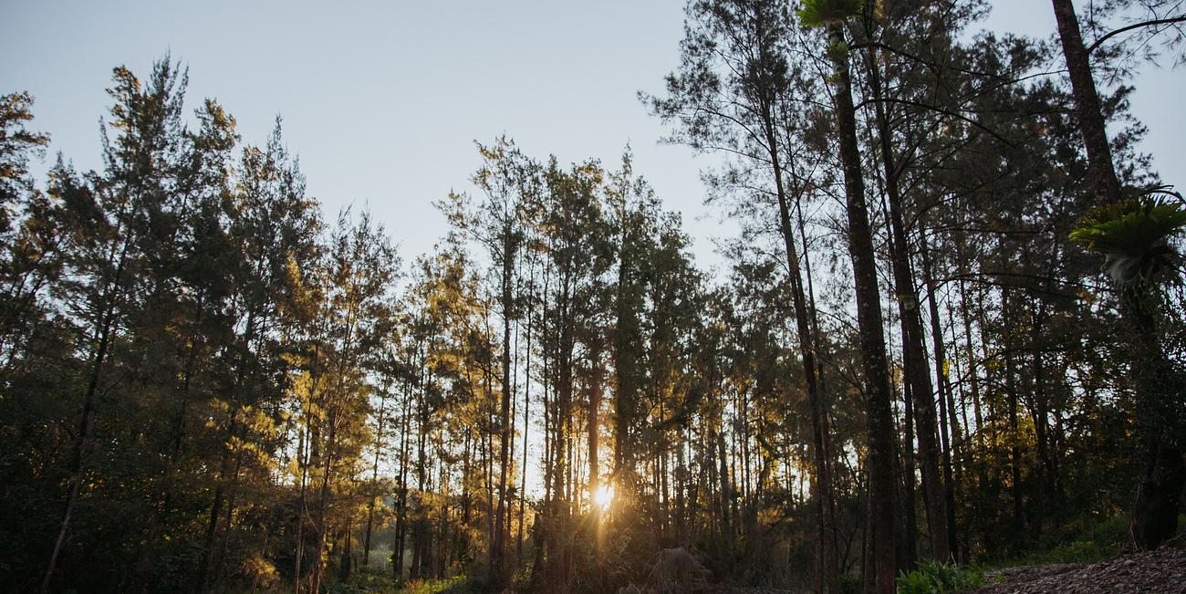 Birdsong at Girralong - Secluded Forest Cabin - Cabin for Rent in Girralong, North Coast, NSW ...