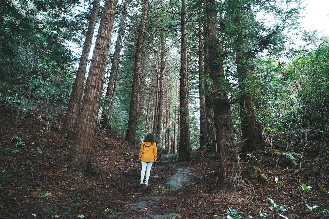 Giant Redwoods Forest | Riparide