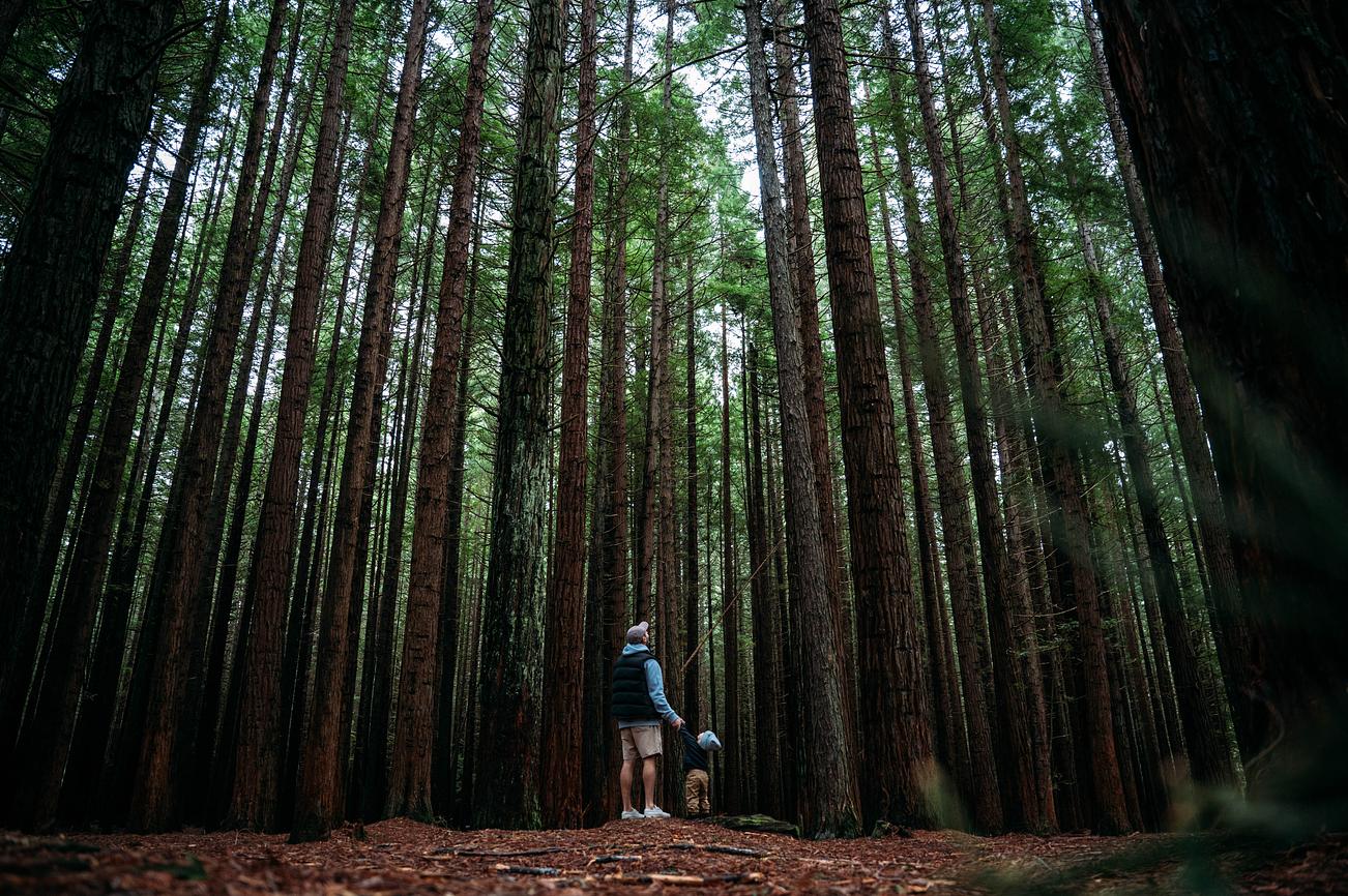 Redwoods Bush Walk | Riparide