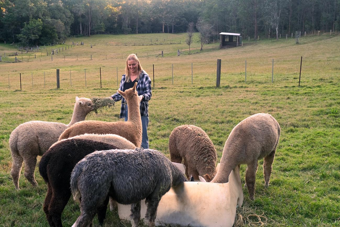 Alpaca Feeding Time | Riparide