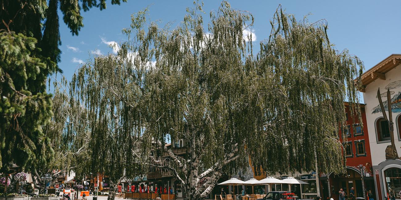 Blown Away on Chumstick Mountain - Adventure by Andrea in Leavenworth ...