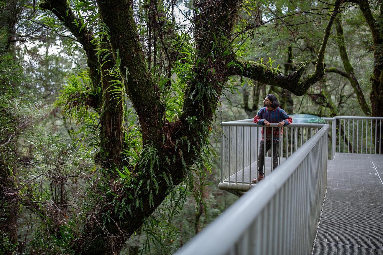 Wander Through Rainforest Gallery | Riparide