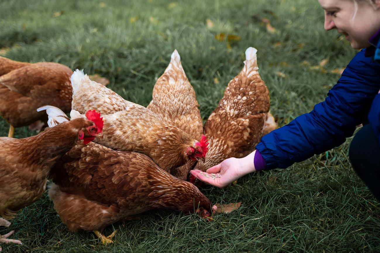 Visit the Farm Animals | Riparide