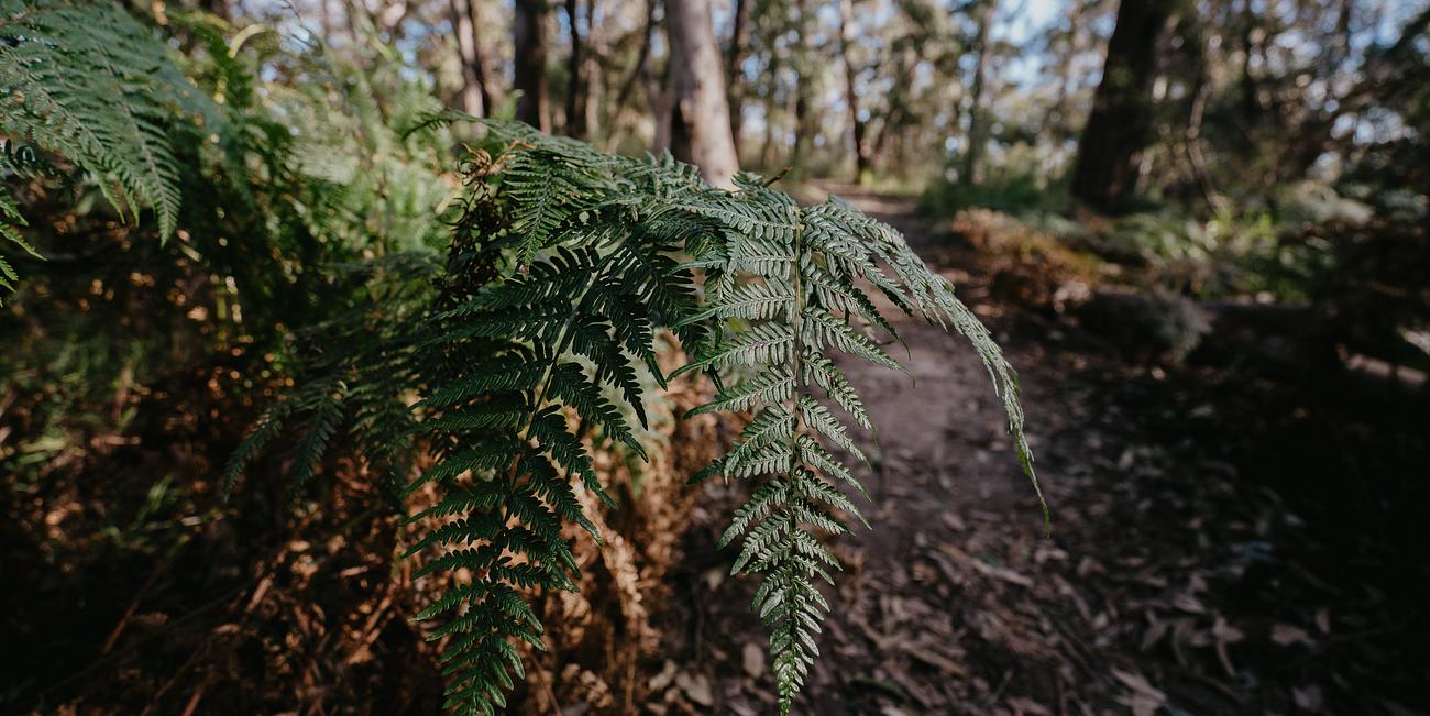 Southern Highlands Back in Time - Adventure by Ben in Tallong, Country ...