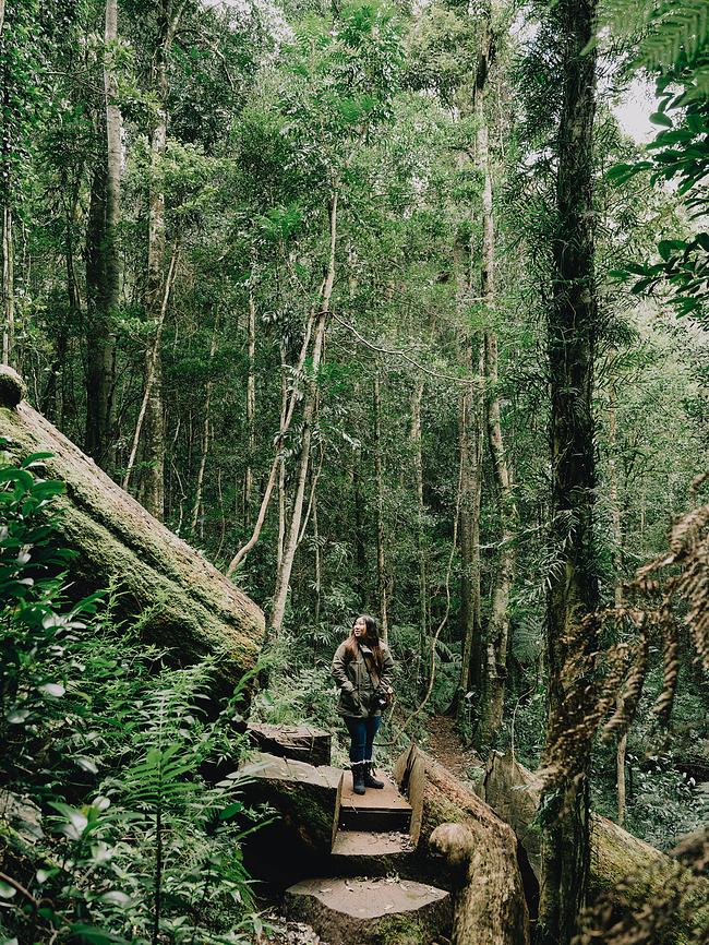 Rainforest and Waterfall Hike at Rawson Falls | Riparide