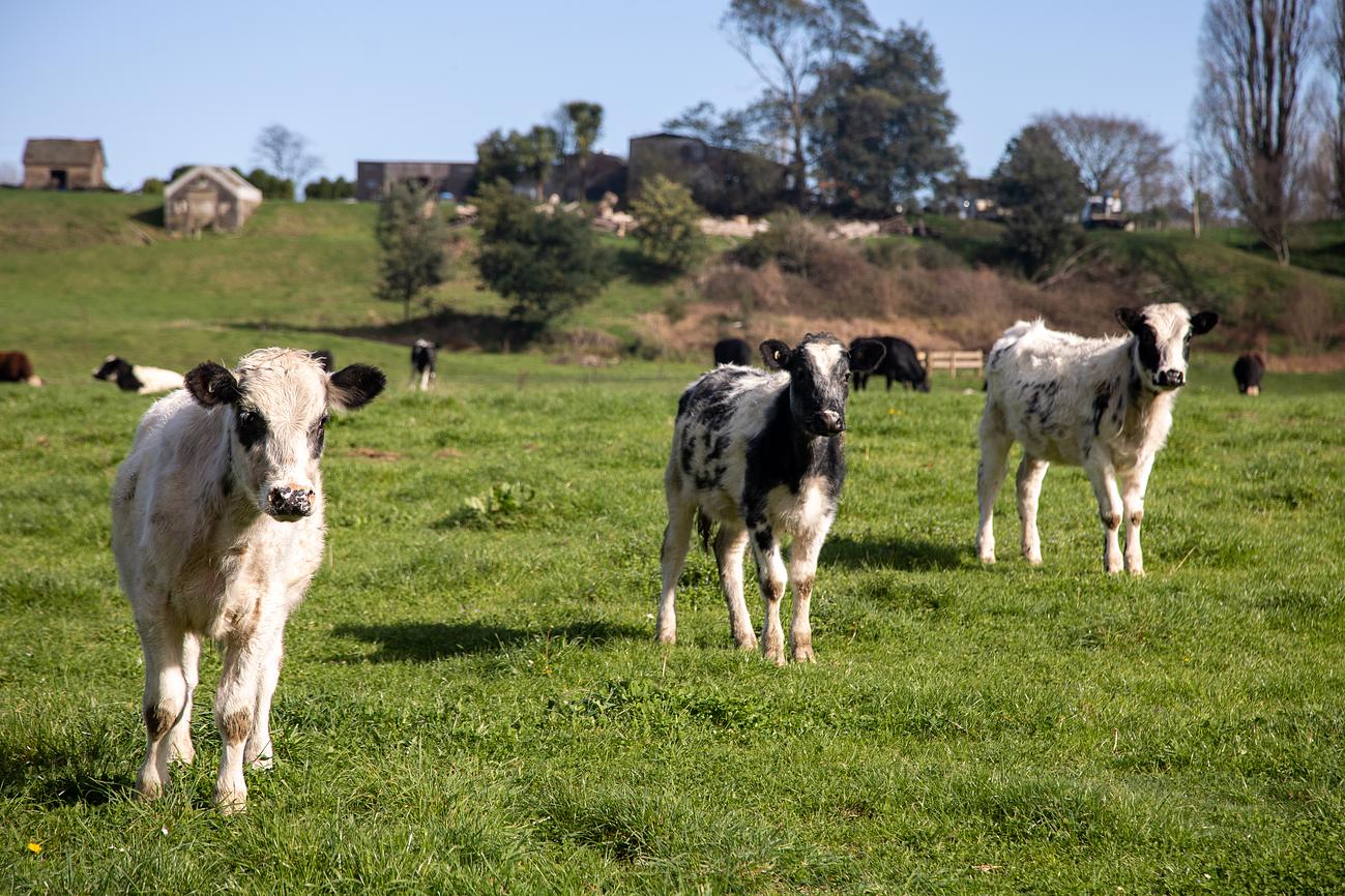 Say Hello to the Farm Animals | Riparide