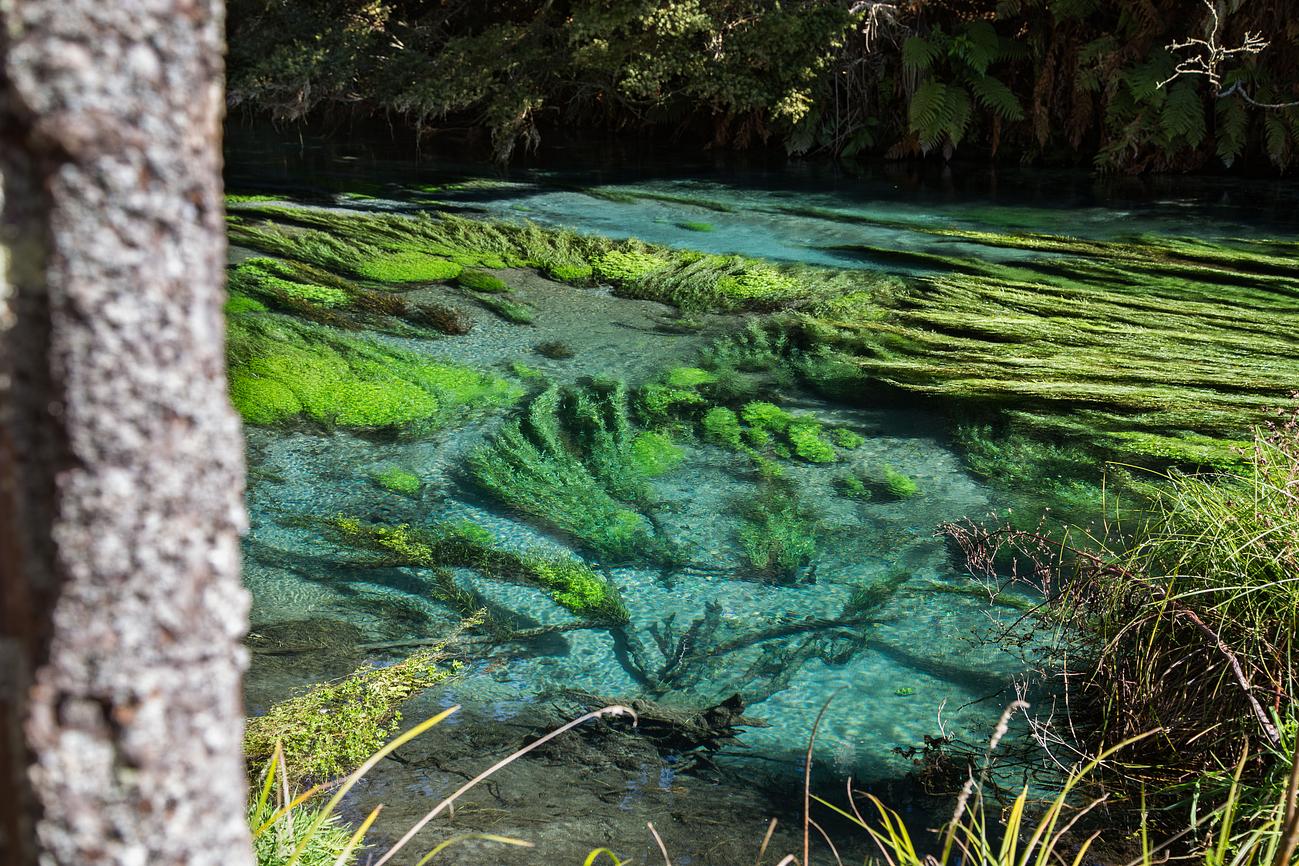 Blue Spring Putaruru | Riparide