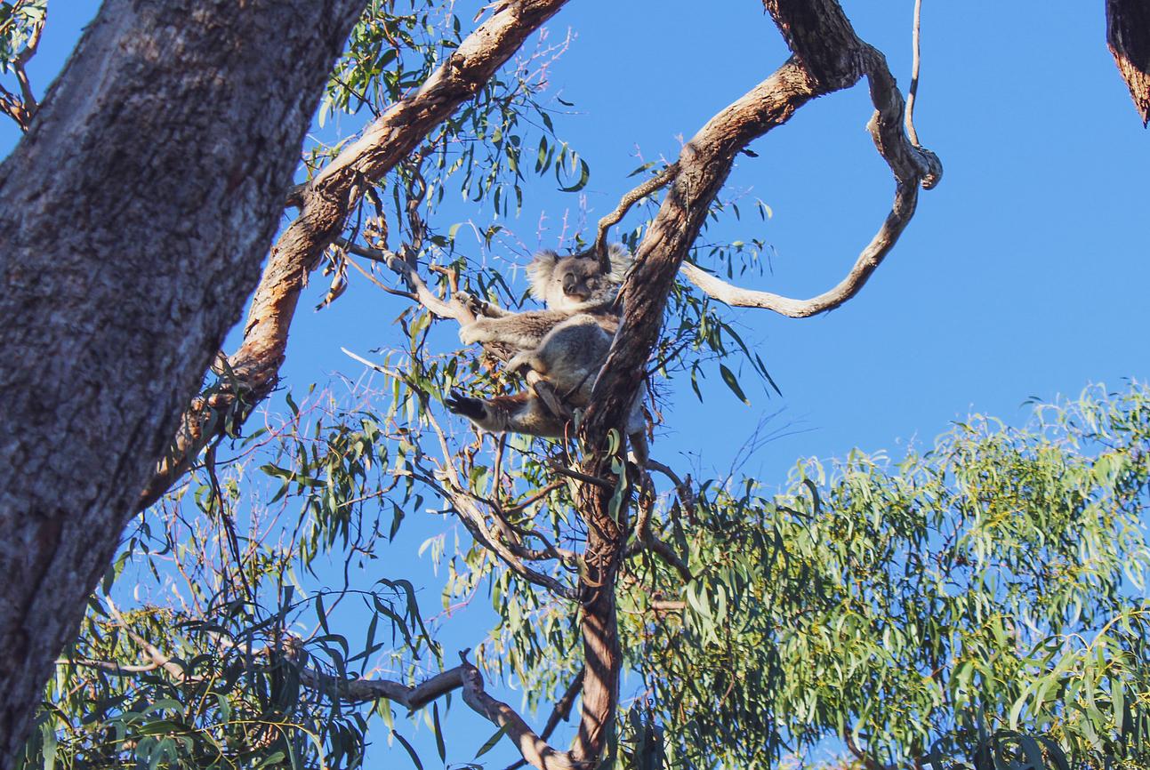 Koala Spotting – Koalas Guaranteed! | Riparide
