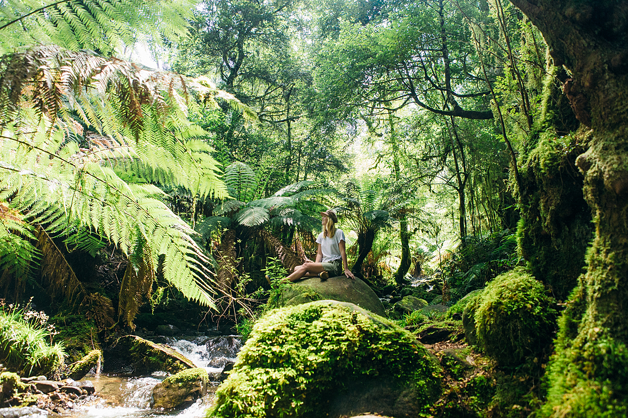 Rainforrest Gallery | Riparide