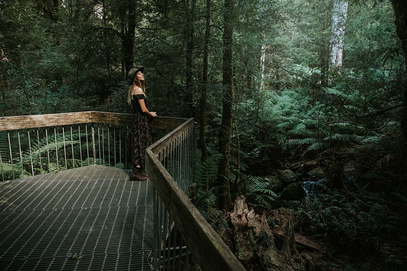 Rainforest Gallery | Riparide