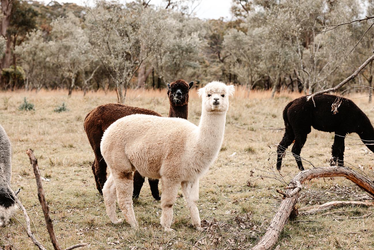 Alpaca Farm | Riparide