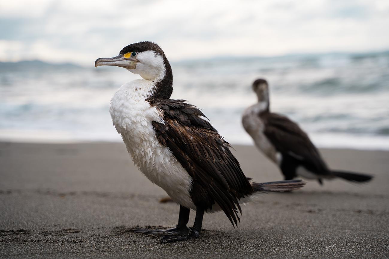 Bird Watching at Goat Island | Riparide