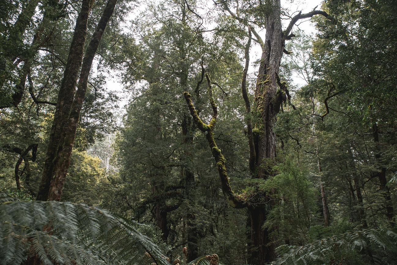 A Breath of Fresh Glenaire - Adventure by Casey in Glenaire, Great Ocean Road, VIC, AU | Riparide