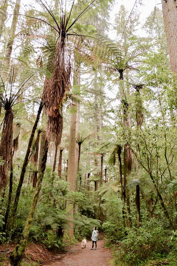 Redwood Forest | Riparide