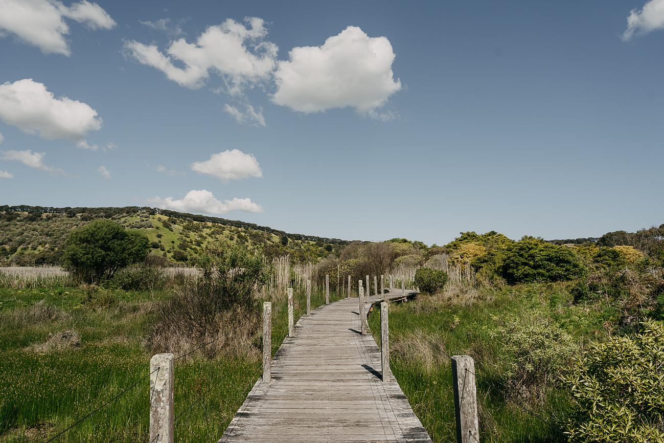Koala Spotting at Tower Hill Wildlife Reserve | Riparide