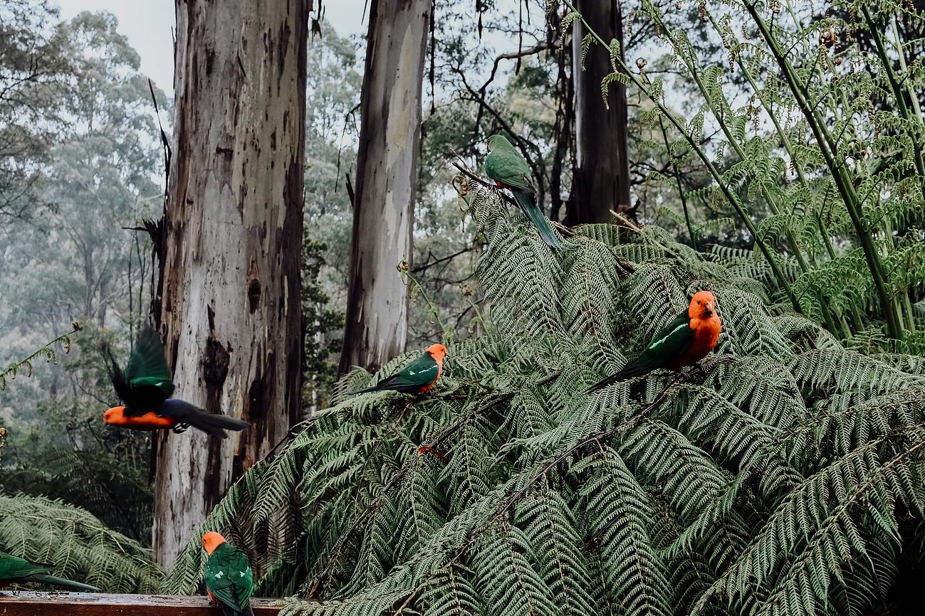 A Hygge Little Hideaway - Adventure by Saskia in Tanjil Bren, Gippsland, VIC, AU | Riparide