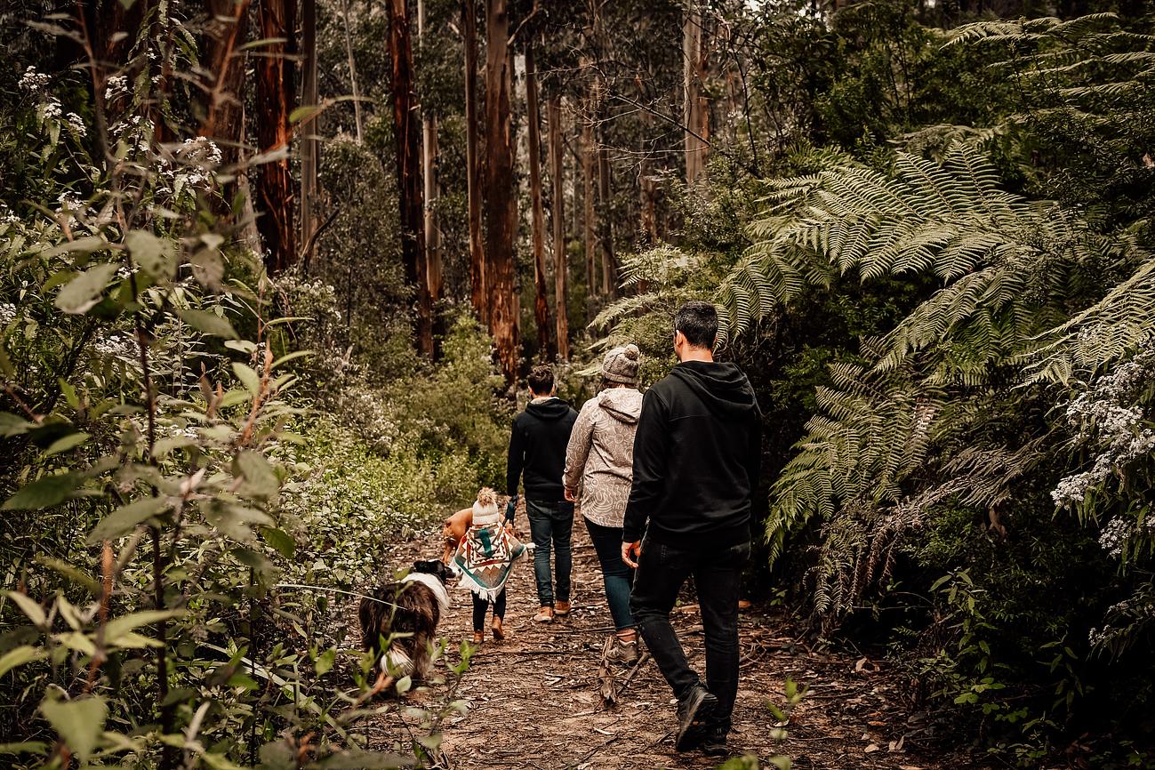 Walk the Timber Tramline | Riparide