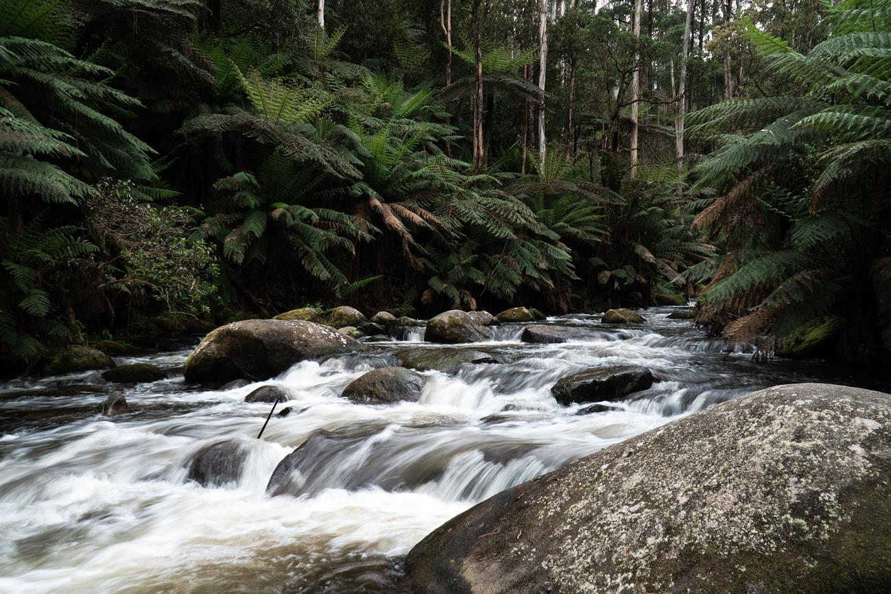 Toorongo Falls Reserve | Riparide
