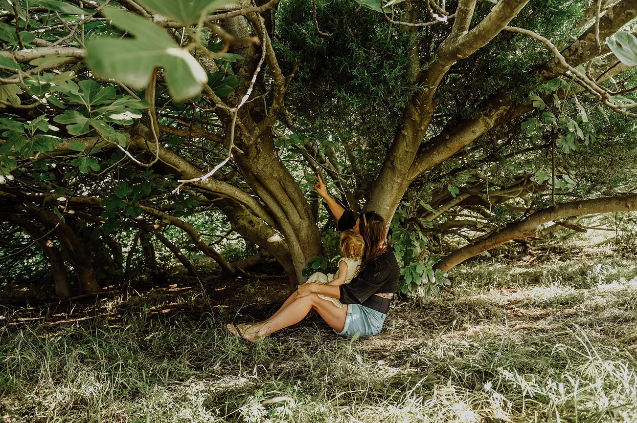 The Magical Mammoth Fig Tree | Riparide