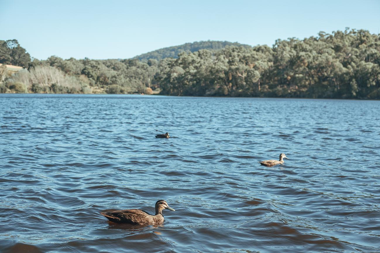 On Cloud Nine - Adventure by Clancy in Menzies Creek, Dandenong Ranges, VIC, AU | Riparide