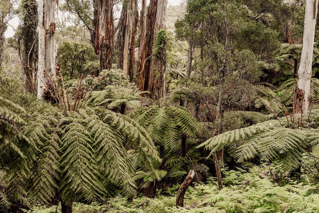 Warby Forests | Riparide