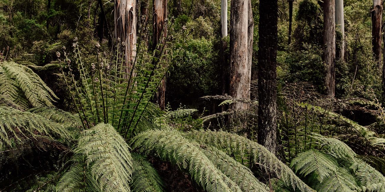 Hot Spring Hideaway - Adventure by Saskia in Warburton, Yarra Valley, VIC, AU | Riparide