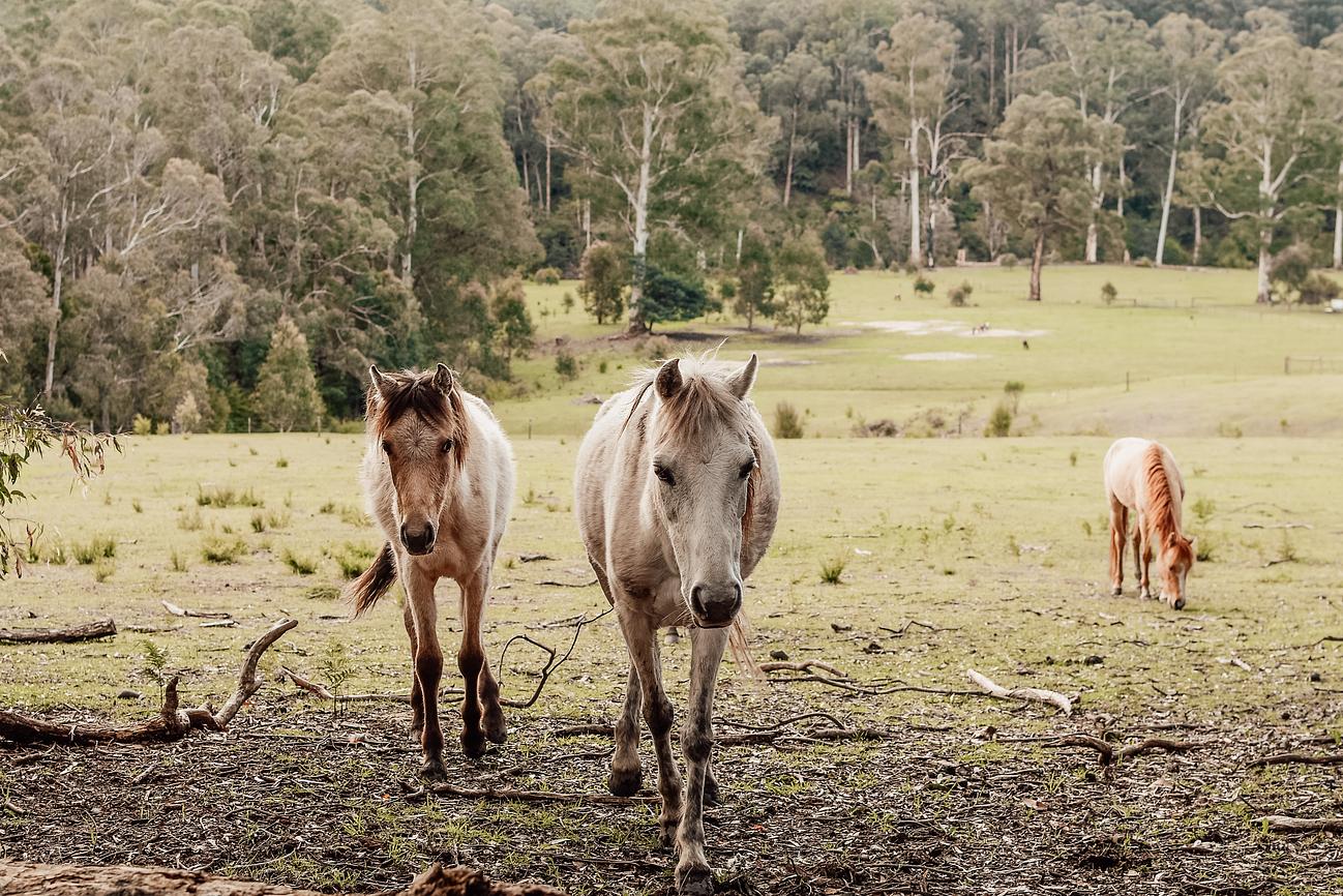 Warby Farms | Riparide