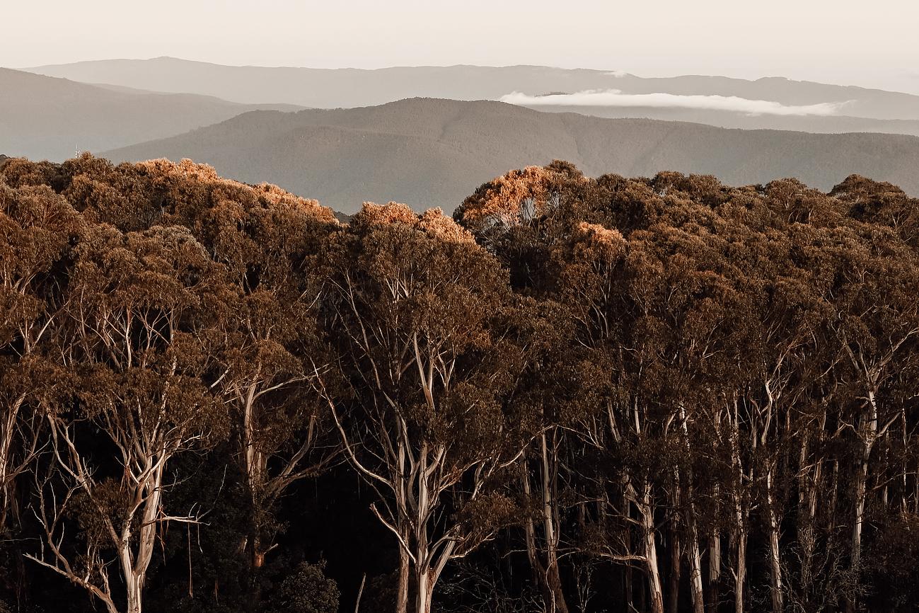 Mount Donna Buang | Riparide