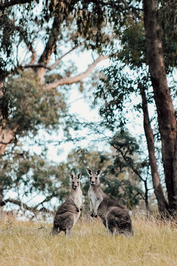 Hot Spring Hideaway - Adventure by Saskia in Warburton, Yarra Valley, VIC, AU | Riparide