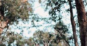 Hot Spring Hideaway - Adventure by Saskia in Warburton, Yarra Valley, VIC, AU | Riparide