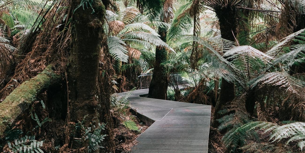 Rainforest Dream - Adventure by Fabio in Glenaire, Great Ocean Road, VIC, AU | Riparide