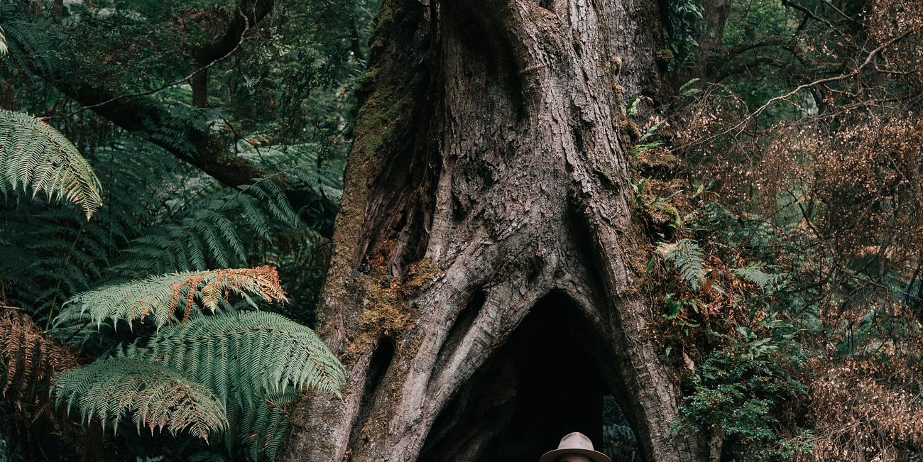 Rainforest Dream - Adventure by Fabio in Glenaire, Great Ocean Road, VIC, AU | Riparide
