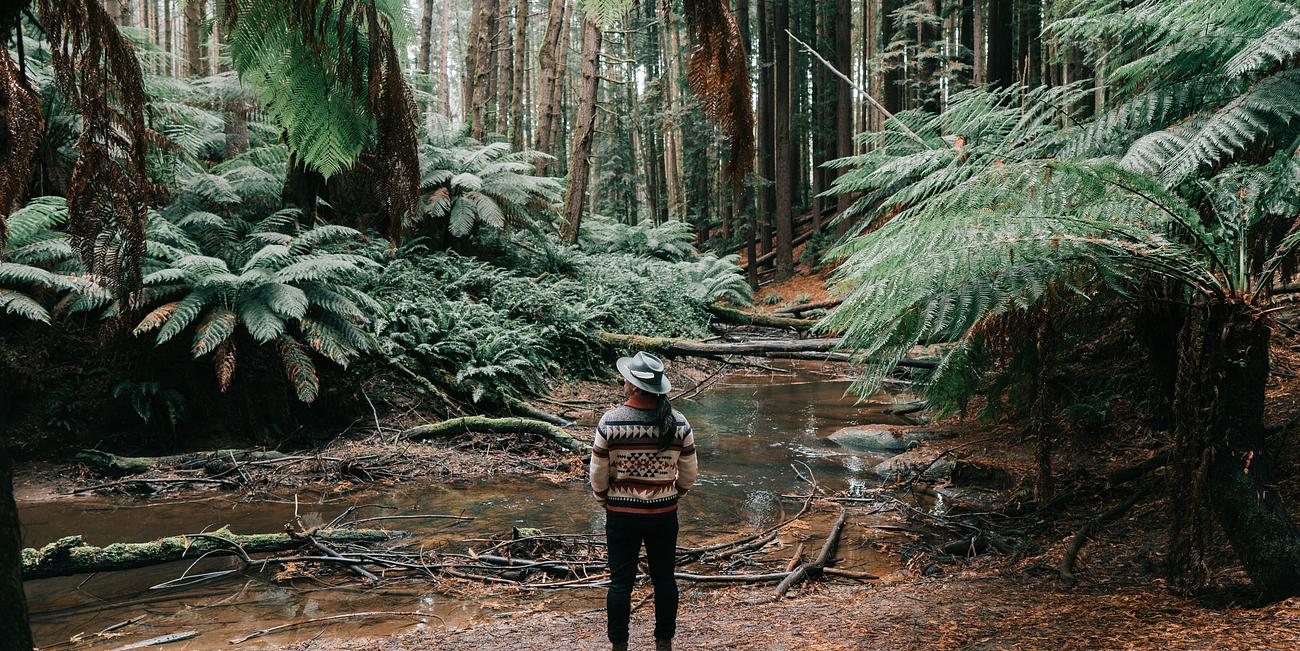 Rainforest Dream - Adventure by Fabio in Glenaire, Great Ocean Road, VIC, AU | Riparide