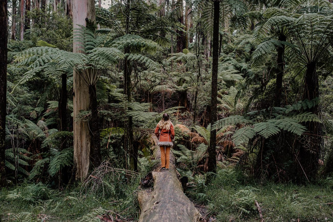 Walk the Sherbrooke Falls track | Riparide