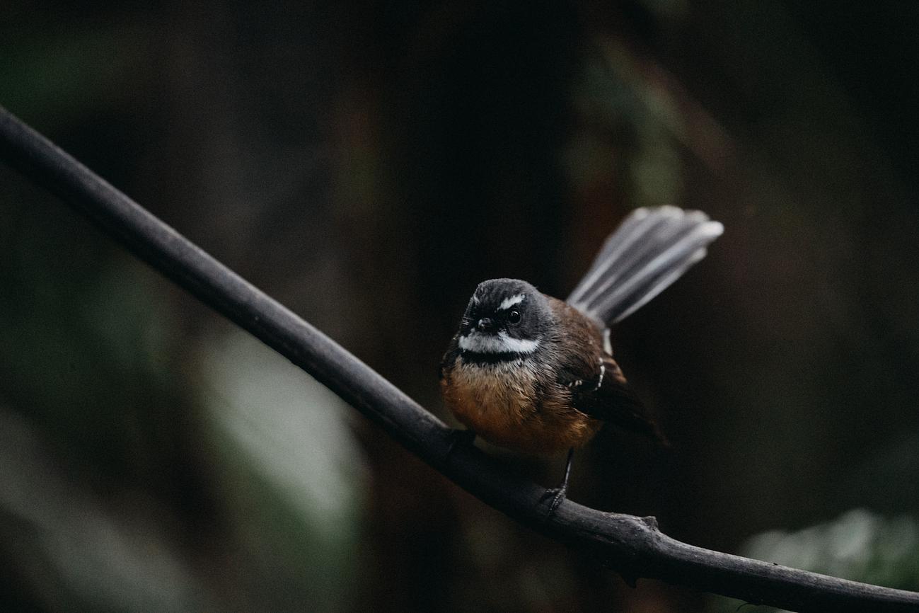 Bush walk in the backyard | Riparide
