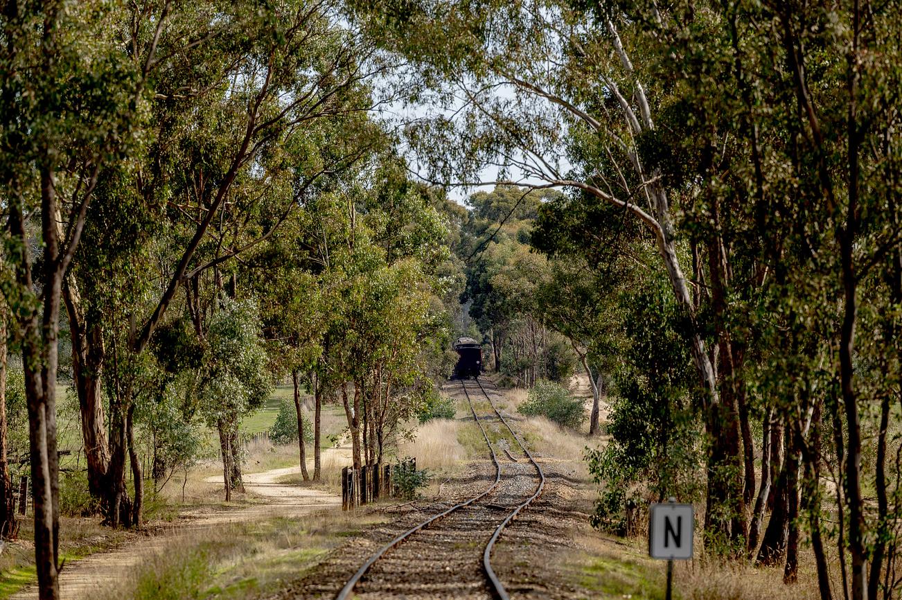 Among the Gum Trees - Adventure by Melissa in Castlemaine, Goldfields, VIC, AU | Riparide