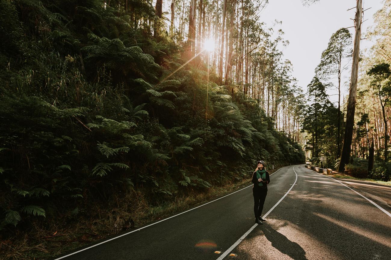 Black Spur Scenic Drive | Riparide
