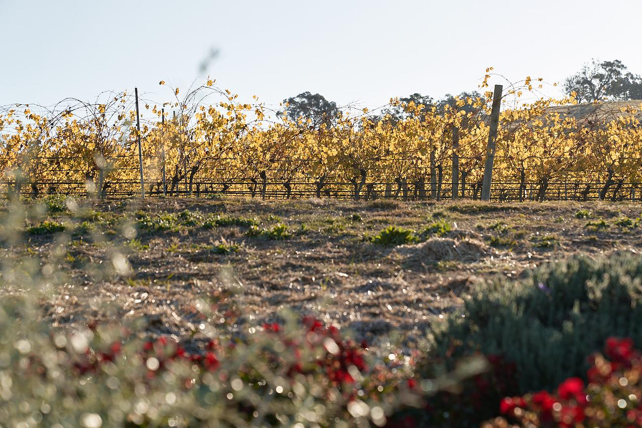 Magical Mt Ida - Adventure by Daniel in Heathcote, Goldfields, VIC, AU ...